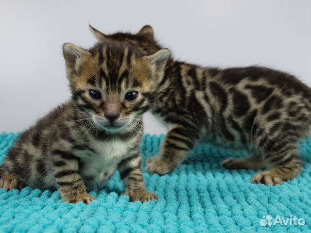 Бенгальские Котятки