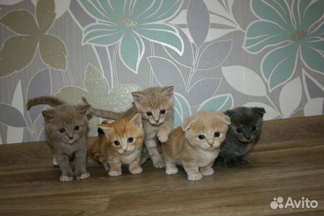 Манчкин котятки разные