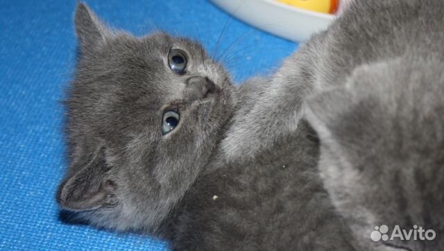 Мальвина - голубая девочка