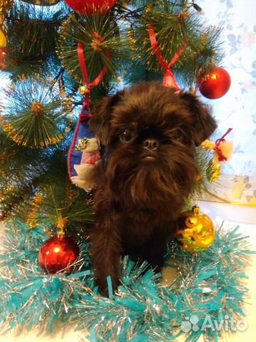 Бельгийский гриффон кобель