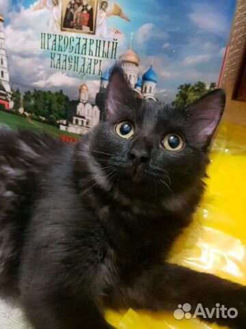 Котенок черный девочка 7мес привита,стерилизованна