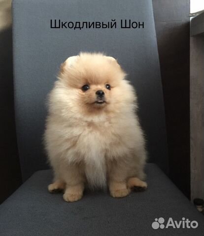 Подарок в семью