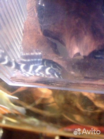 Сомики L340 4-5см