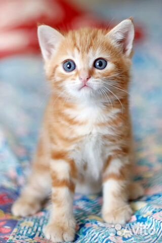 Котёнок мраморный прямоухий мальчик