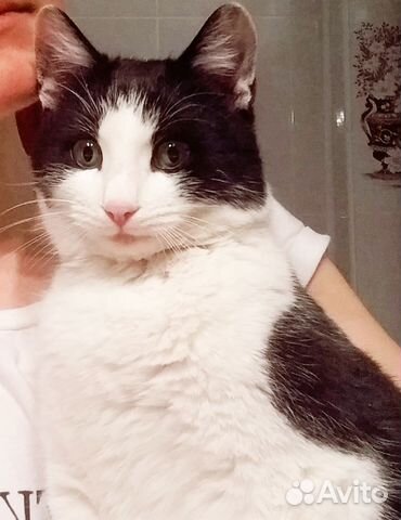 Пушистое счастье