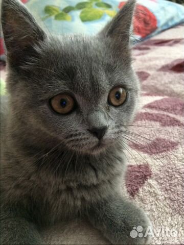 Кошечка британка