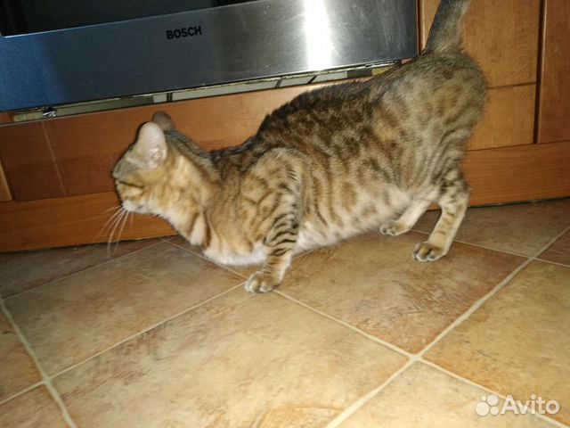 Бенгальская 3года