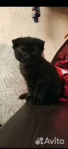 Котенок мальчик, нечистокровный шотландец