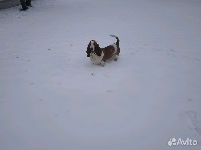 Вязка собаки породы Бассет-Хаунд