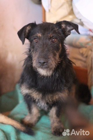 Ищет дом щенок некрупной собаки Анфиса