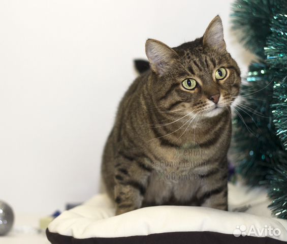 Брутальный дворянин ищет семью