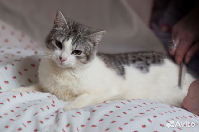 Метис британца