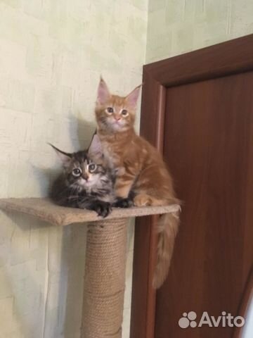 Продам котят Мейн-кун, с документами