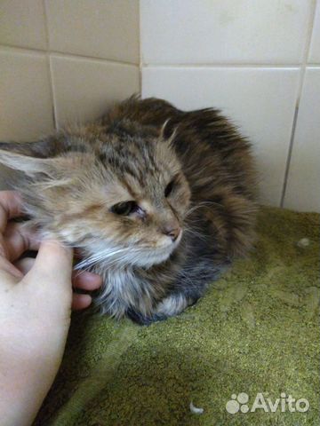 Кошечка. Хозяева принесли усыплять