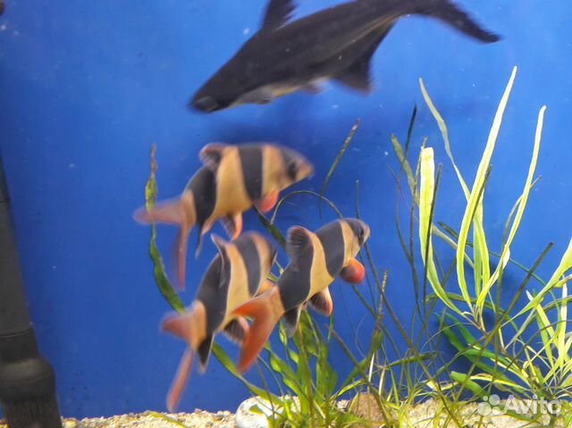 Продам/поменяю Боция клоун и пангасиус