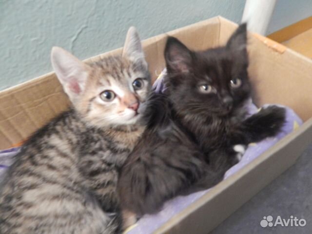 Отдадим котенка в хорошие руки