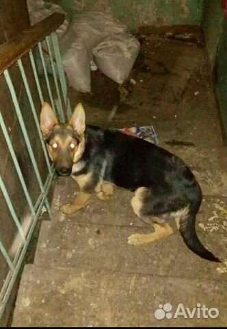 Щенок овчарки, кобель-подросток