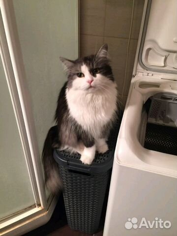 Кот в дар