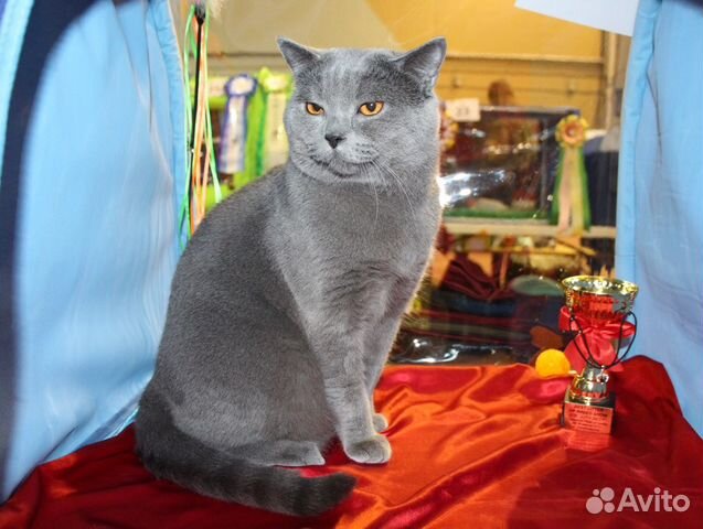 Вязка с Европейским Чемпионом