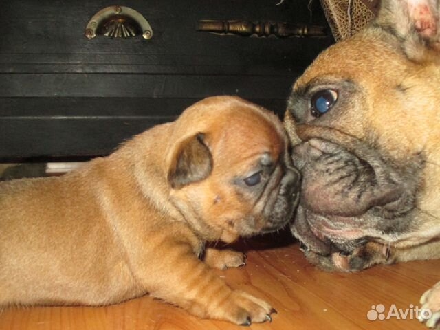 Раннее бронирование щенков френчиков