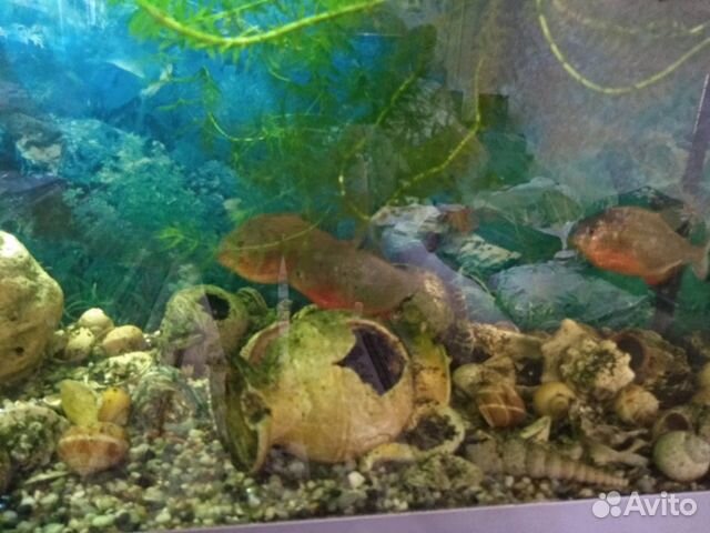 Аквариум 200л с пираньями и рыбы-змеи