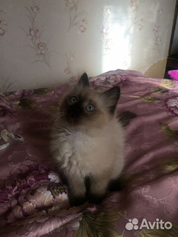 Продаются невские маскарадные котята