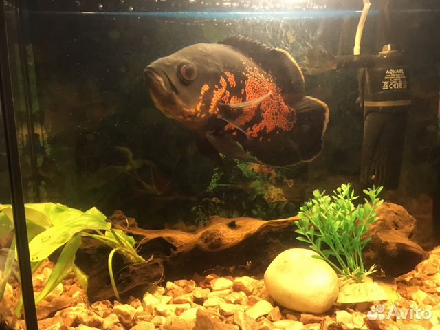 Астронотус