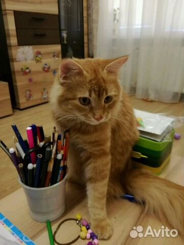 Рыжий котенок в дар. 6 мес мальчик