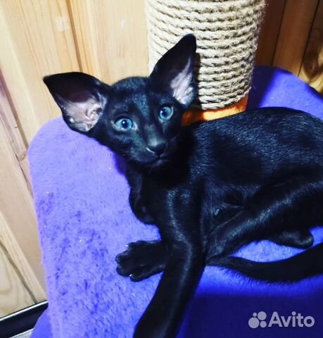 Ориентальные котята из питомника Goldorio