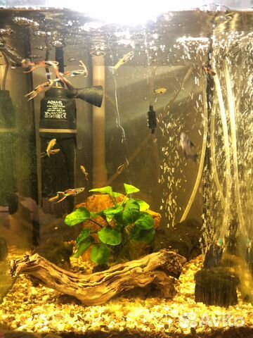 Aquael аквариум кубик 30л живой