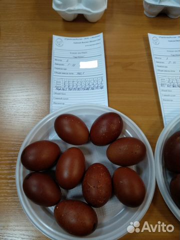 Инкуб. яйцо мараны, ухейилюи, гилянские, льянвудзи