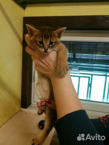 Чаузи ф1 мальчики