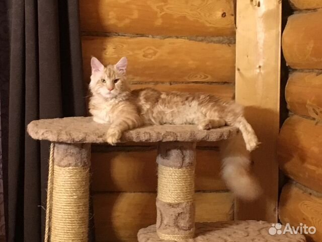 Кот