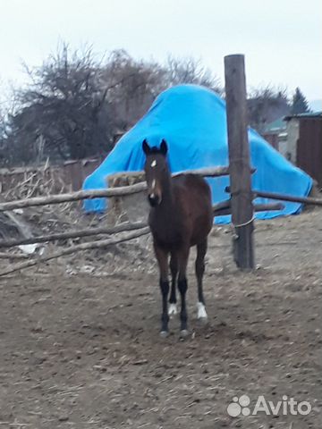 Продаётся кобылка