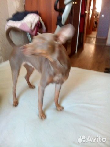 Русский той