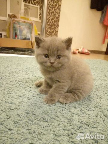 Кошечка-шотландка-страйт 1,5 мес