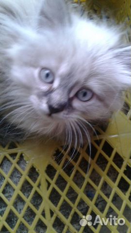 Пушистая сыроежка