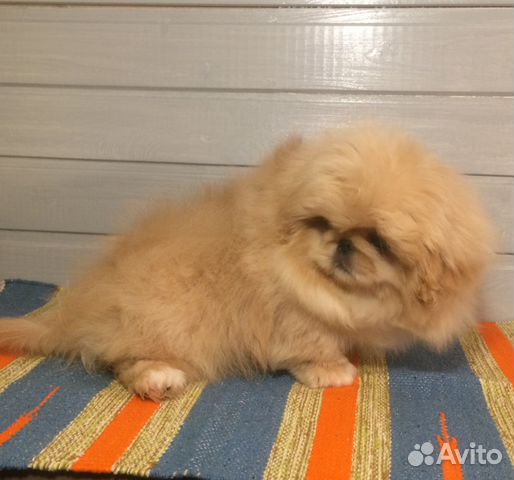 Очаровательный кремовый мальчик
