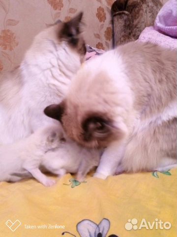 Куколки рэдголл,милейшие крохи