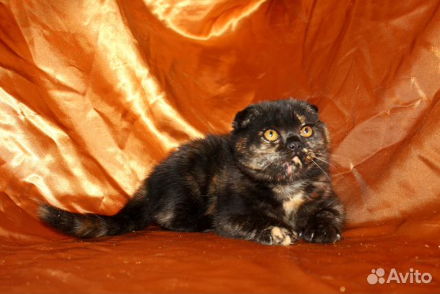 Аура сплошное обояние-очарование