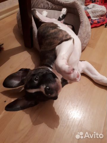 Продам щенка Стаффордширский терьер