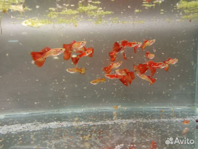 Гуппи красные, красная гвоздика 6-8 месяцев