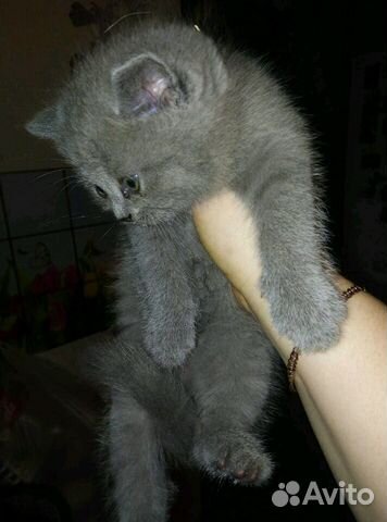 Продам котенка британца