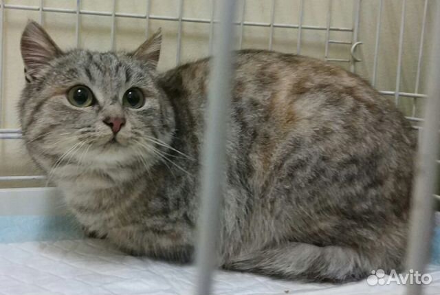 Кошечка Алиса в добрые руки