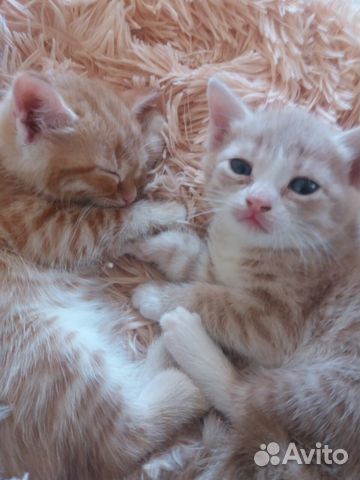 Котята
