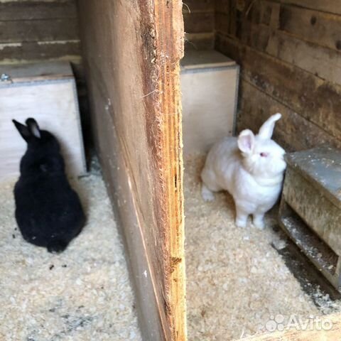 Кролики самцы и самки