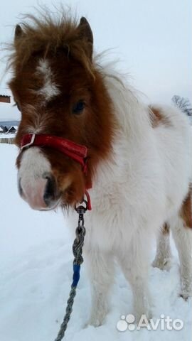 Пони(жеребчик и мерин)