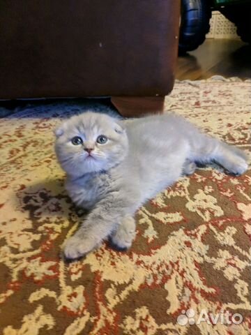 Котенок, девочка, вислоухая британская