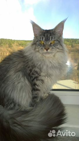 Мейн кун продается