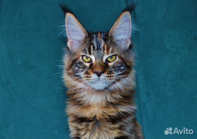 Любимая кошечка Вашим любимым